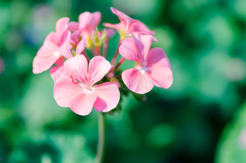 Geranium flower stock image. Image of blossom, flora - 47961425