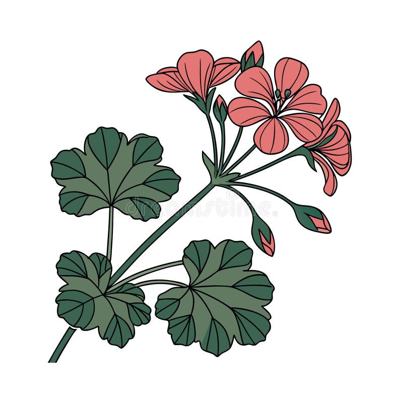 Geranium Flower Bold Outline Design One Stock Illustration ...