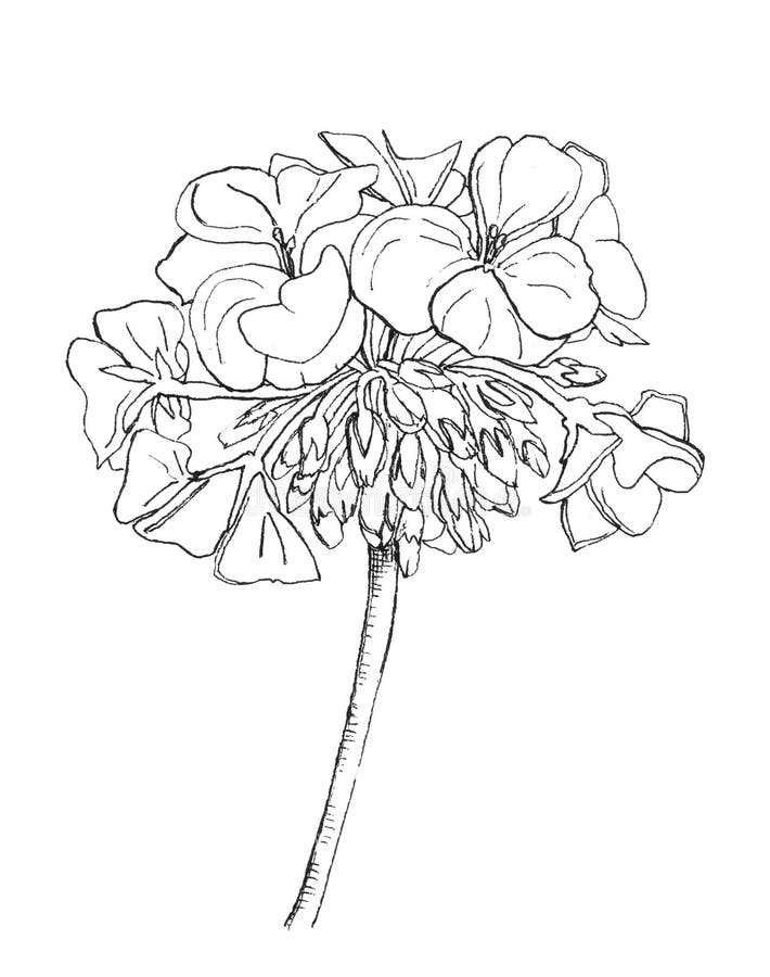 Geranium flower stock illustration. Illustration of geranium - 71521948