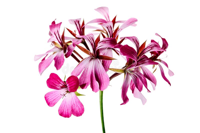 Geranium Flower stock photo. Image of geranium, fresh - 52664854