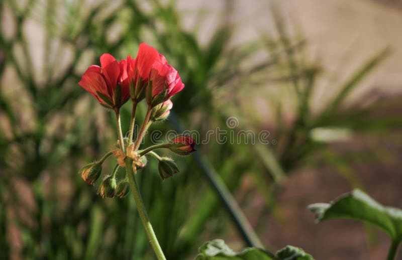 Geranium flower buds stock image. Image of geranium - 210955765
