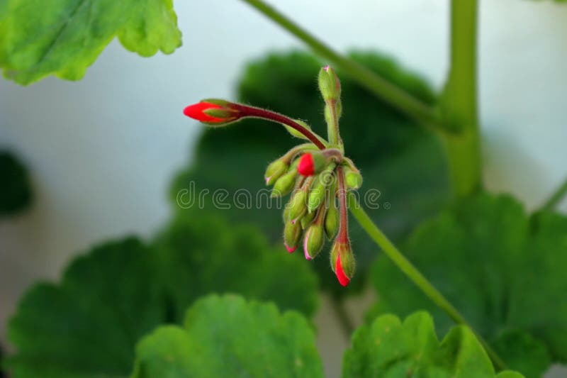 Geranium Flower Buds or Cranesbills in the Garden Stock Image - Image ...