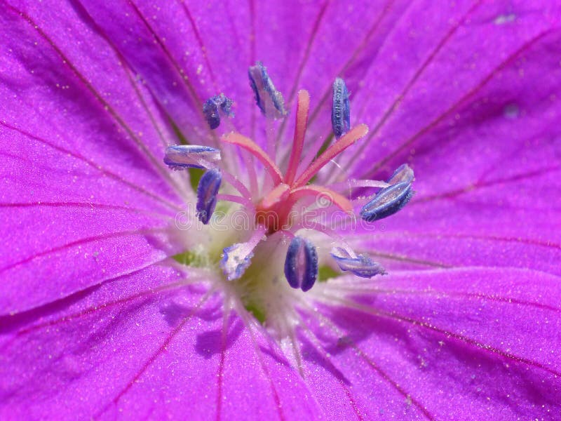 Geranium Flower Center Close Up 2 Stock Photo - Image of geranium ...
