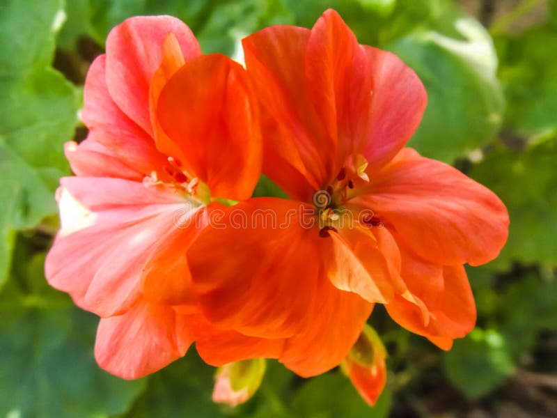 Geranium flower close up stock image. Image of blossom - 192299167