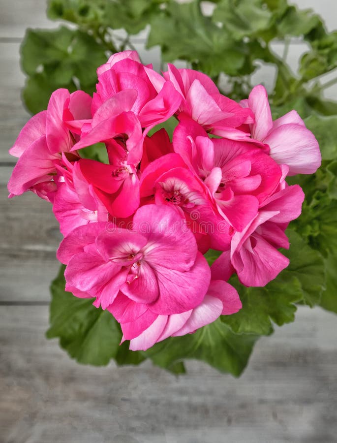 Geranium Flower Close Up, View from Above Stock Image - Image of ...