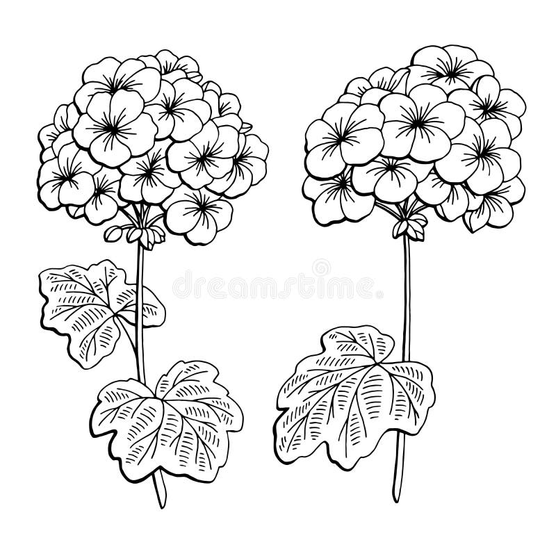 Geranium Flower, Hand-drawing. Vector Illustration Stock Vector ...