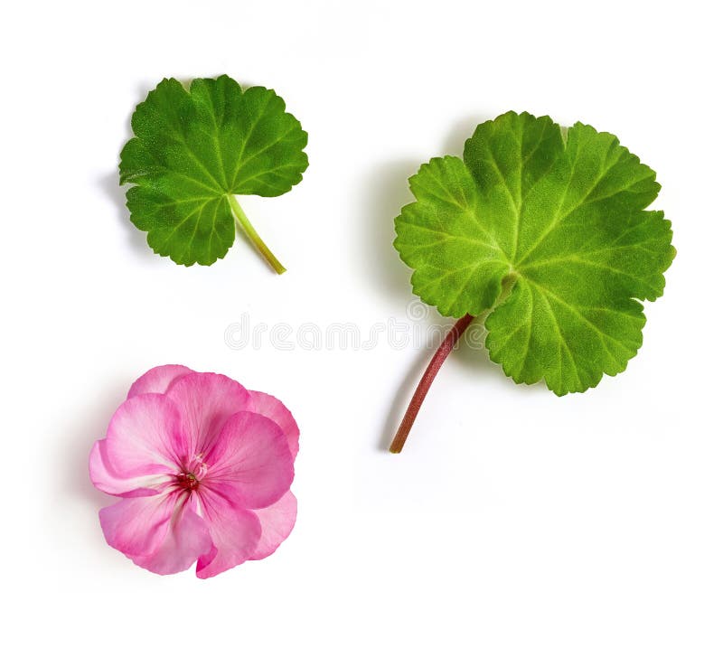 Geranium flower and leaves stock photo. Image of horticulture - 218019976
