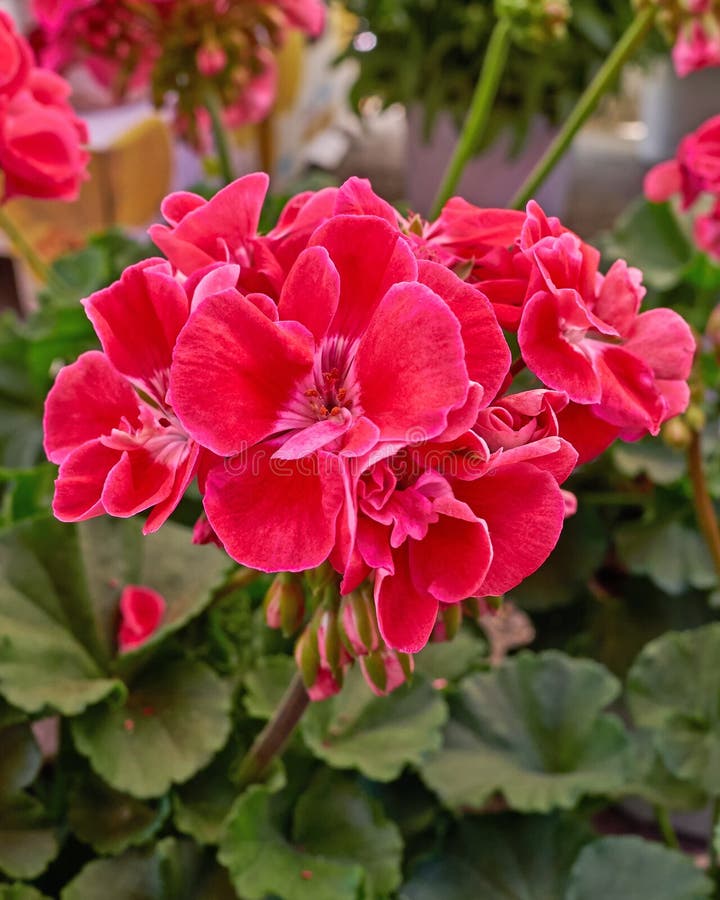 Geranium Flower Natural Bouquet Stock Image - Image of closeup, bright ...