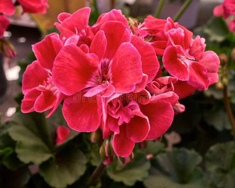 Geranium Flower Natural Bouquet Stock Image - Image of closeup, bright ...