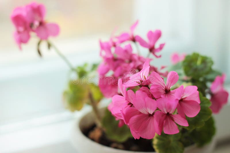 Geranium flower stock photo. Image of flowers, herbal - 50107534