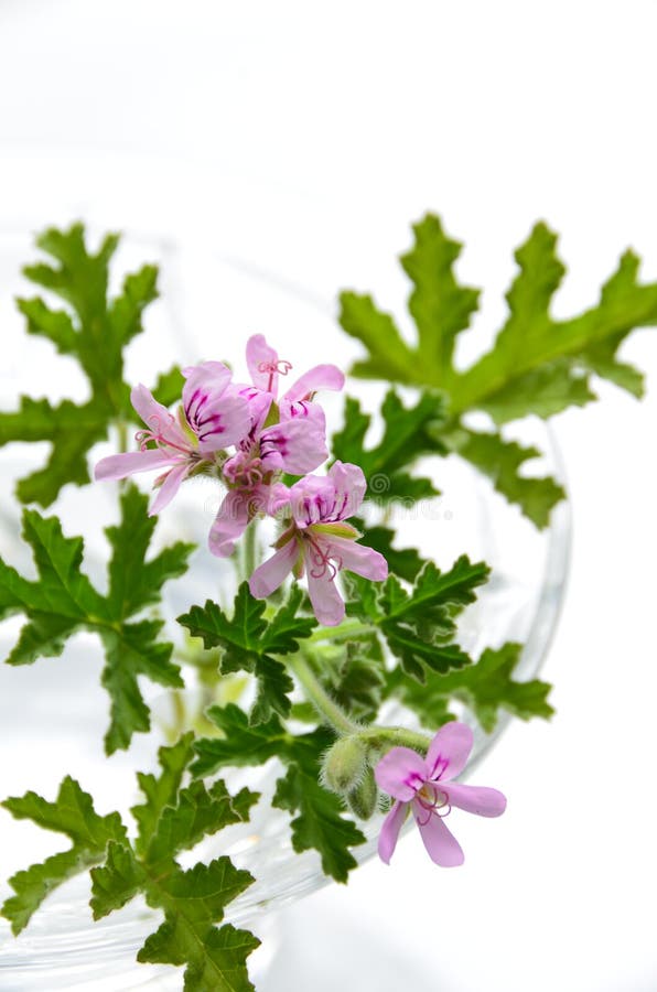 Geranium stock photo. Image of aroma, herb, leaf, geranium - 39623928