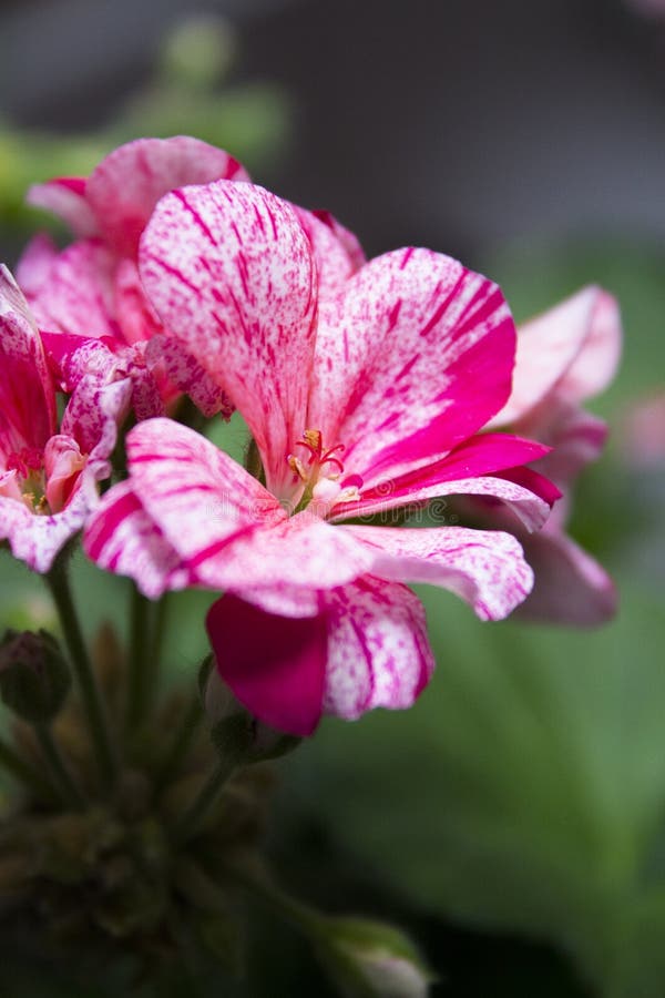 Geranium Flower in White and Pink Colors Stock Photo - Image of ...