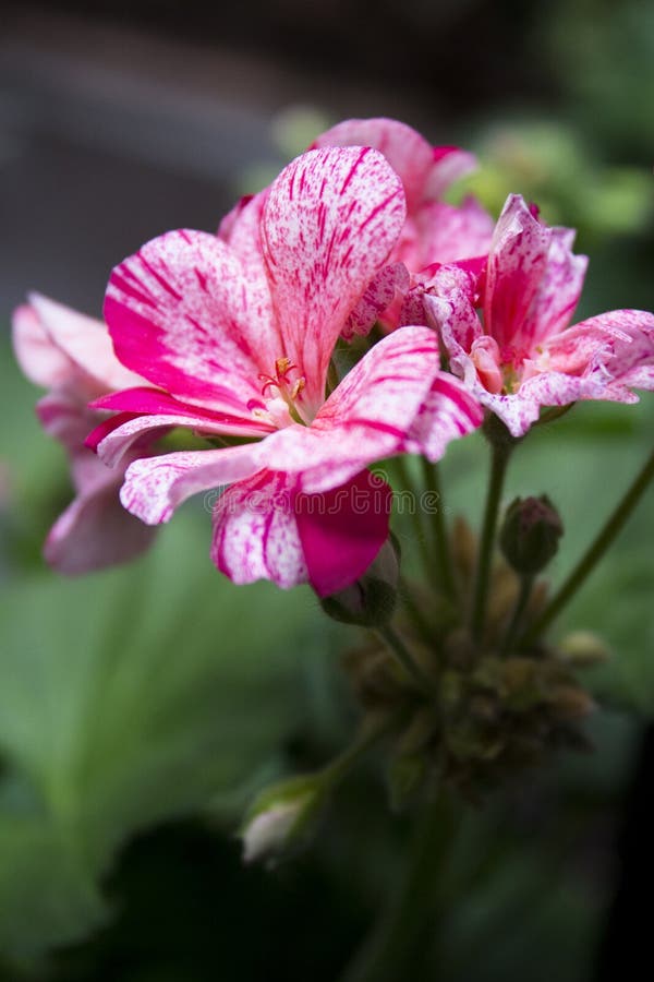Geranium Flower in White and Pink Colors Stock Image - Image of ...