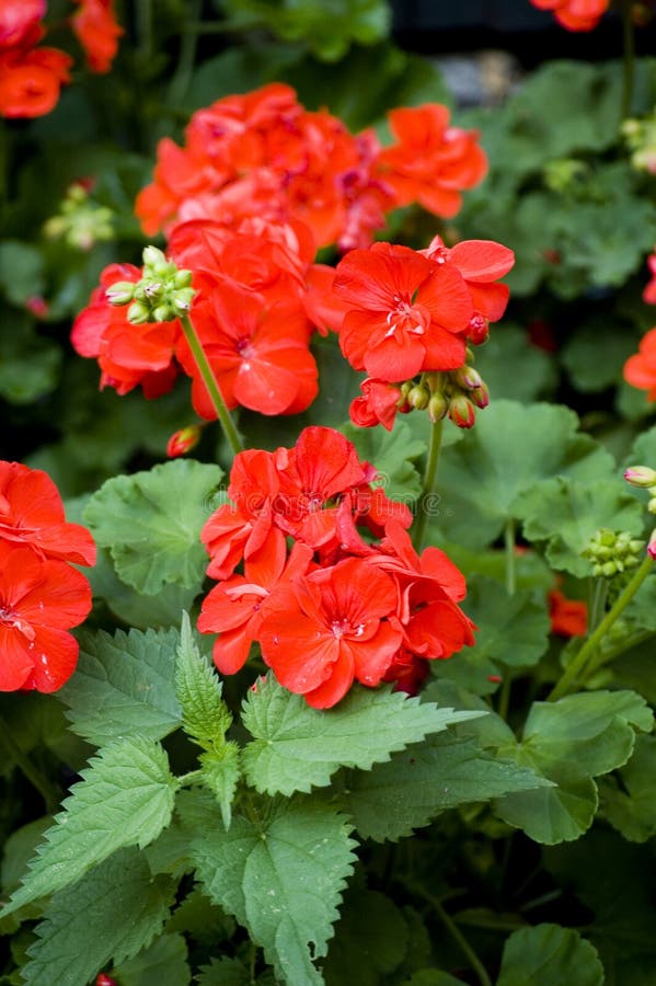 Geranium in Flowerbed Close Up. Stock Photo - Image of outside, grade ...