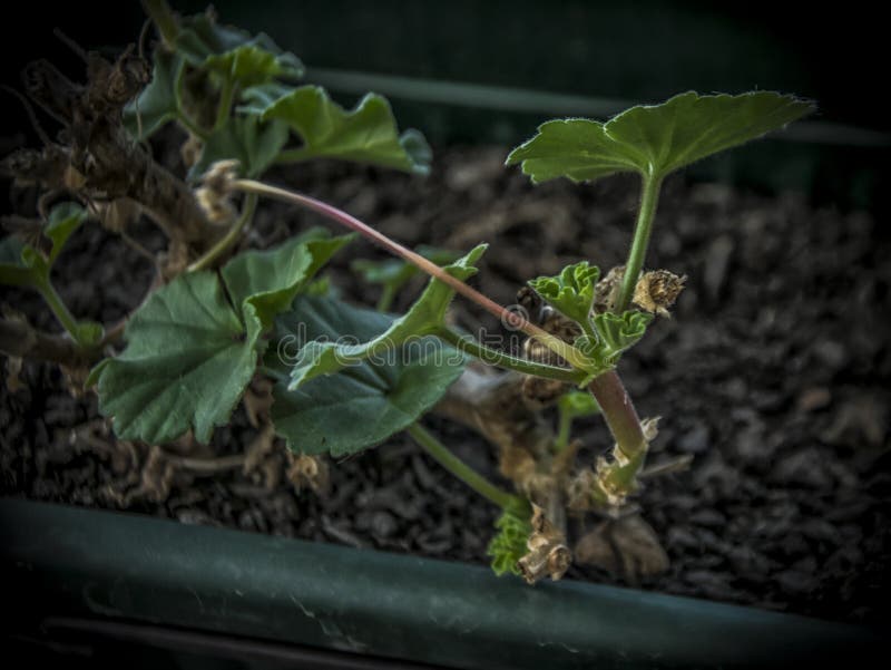 Young Geranium Sprout stock photo. Image of spring, cultivation - 130301046