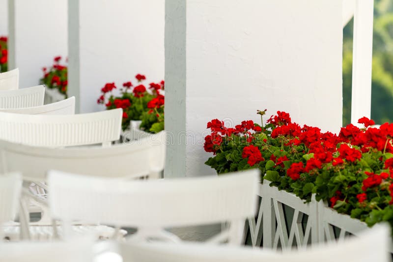Geranium Flowers on Balcony at Restaurant Stock Image - Image of ...