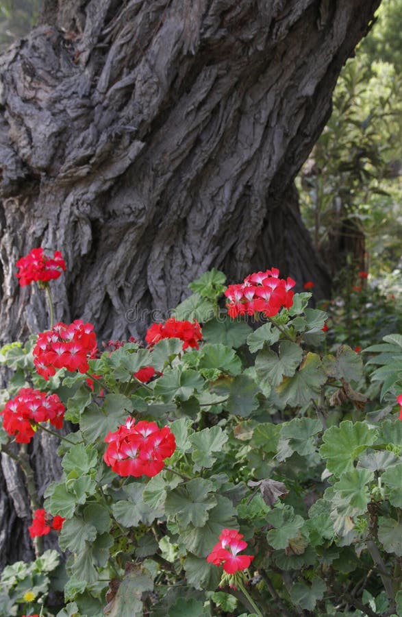 Geranium Flowers Beneath a Gnarled Tree Trunk Stock Photo - Image of ...