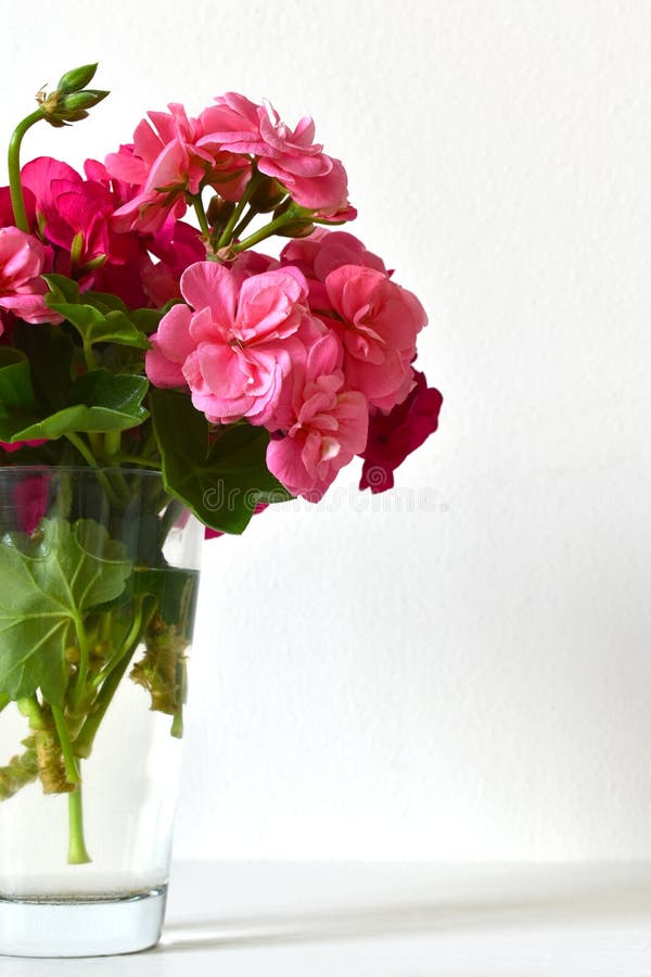 Geranium Flowers in a Glass Vase on a White Background, Romantic View ...