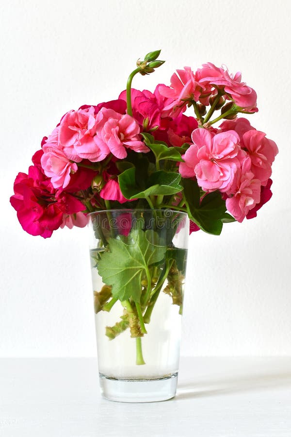 Geranium Flowers in a Glass Vase on a White Background, Romantic View ...