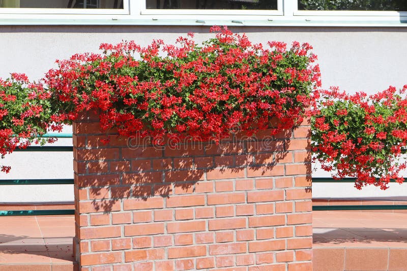 Geranium Flowers No a Brick Wall Stock Image - Image of plant, wall ...