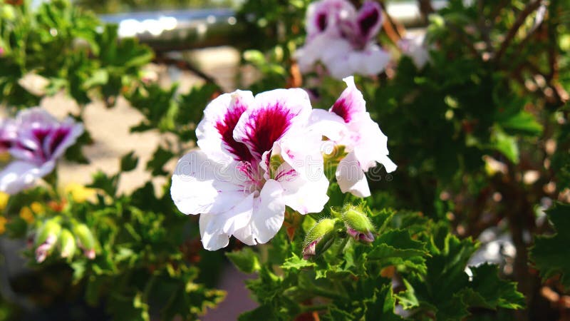 Geranium Flowers, Pelargonium, Spring Time (4K) Stock Video - Video of ...