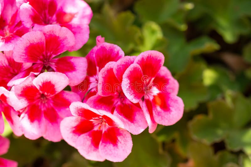 Geranium flowers stock photo. Image of flower, concept - 274285766