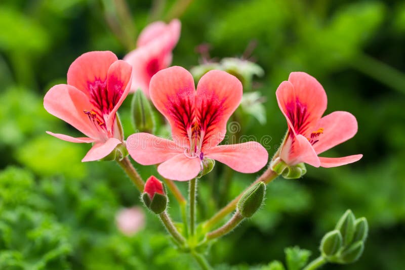 Geranium Flowers on Stem Outdoors Stock Photo - Image of gardening ...