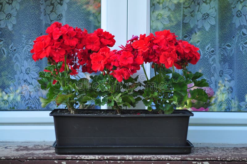 5,920 Geranium Window Stock Photos - Free & Royalty-Free Stock Photos ...