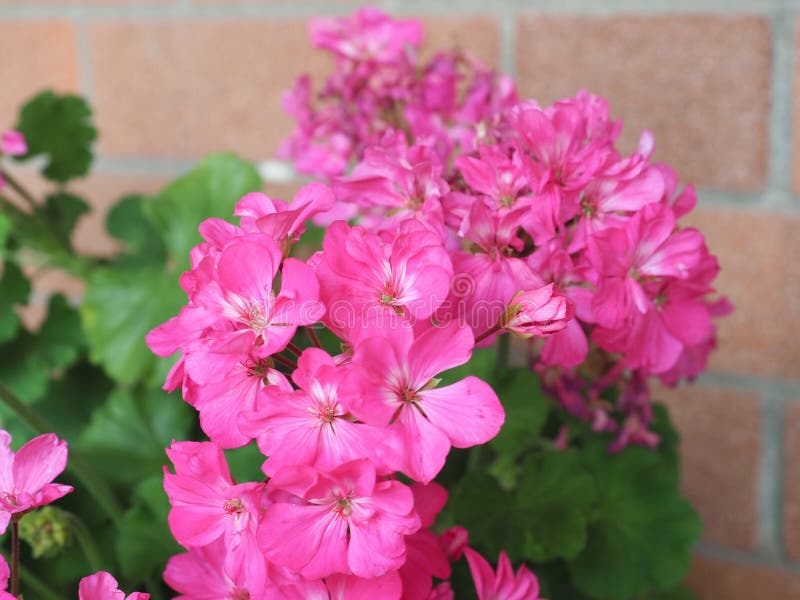 Geranium Geraniales Plant Pink Flower Stock Photo - Image of nature ...