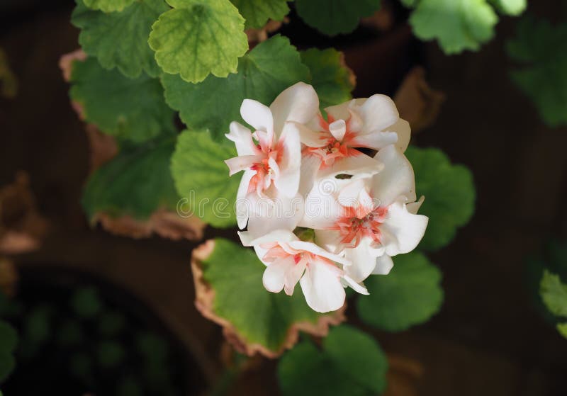 Geranium Geraniales Plant Pink Flower Stock Image - Image of blossom ...