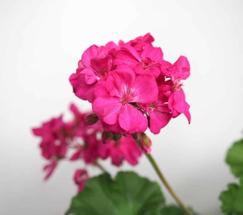Geranium Geraniales Plant Pink Flower Stock Photo - Image of geraniales ...