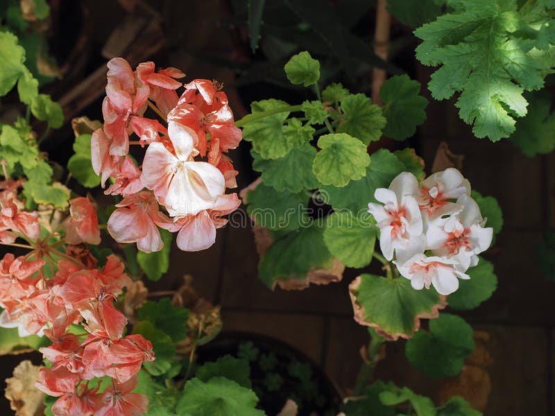 Geranium Geraniales Plant Pink Flower Stock Image - Image of geraniales ...