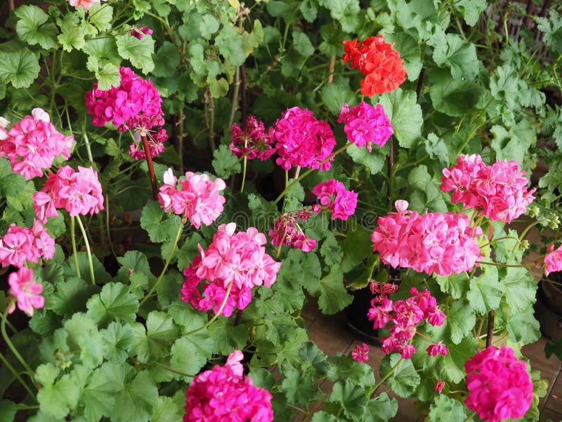 Geranium Geraniales Plant Pink Flower Stock Image - Image of geraniales ...