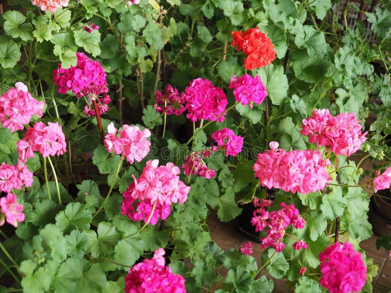 Geranium Geraniales Plant Pink Flower Stock Photo - Image of blooming ...