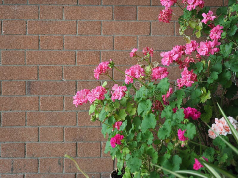 Geranium Geraniales Plant Pink Flower Stock Photo - Image of nature ...