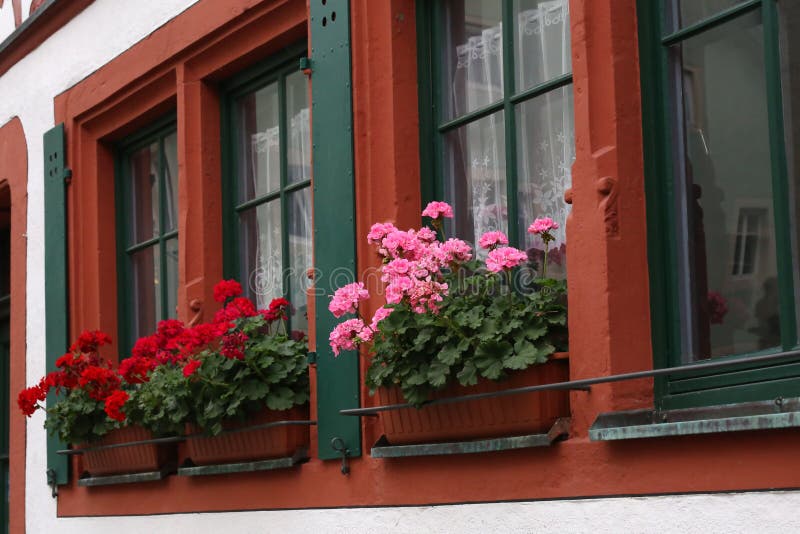 Geranium - Beautiful Balcony Flowers Stock Image - Image of macro ...