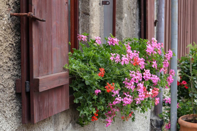 Geranium - Beautiful Balcony Flowers Stock Photo - Image of hanging ...