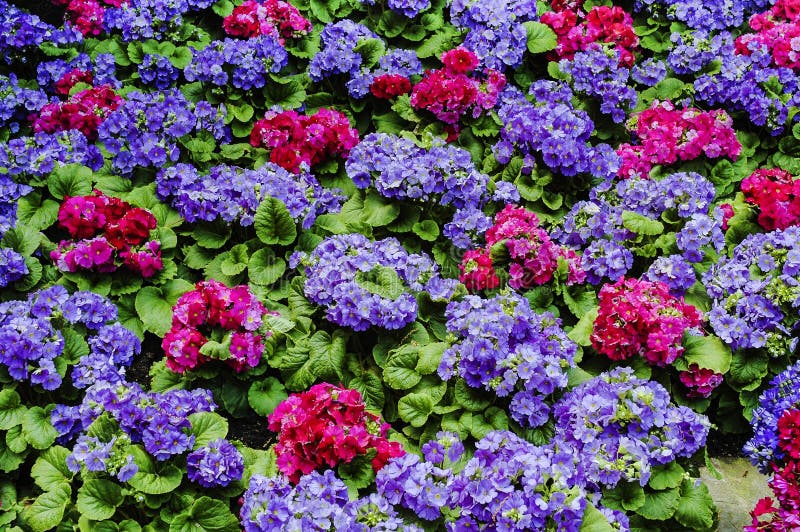 Geranium stock image. Image of plant, garden, nature - 30910961