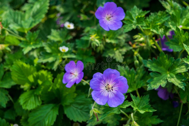 Geranium on a Green Flower Bed Stock Photo - Image of geranium ...