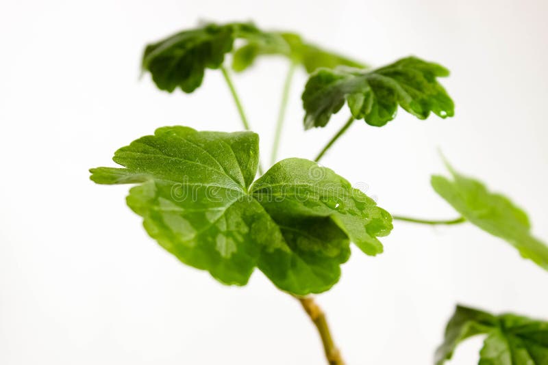 Geranium with Green Leaves without Flowers on a White Background Stock ...
