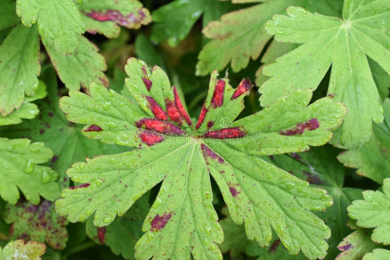 Geranium Leaf Cranesbill with Red Spots Autumn Color Stock Photo ...