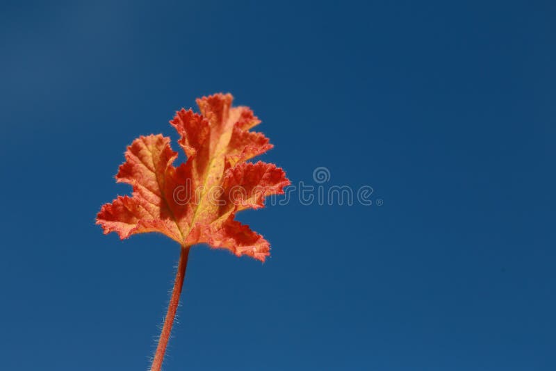 Single Orange Leaf Signifying Stock Photos - Free & Royalty-Free Stock ...