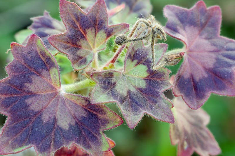 Geranium leaves closeup stock photo. Image of decoration - 24843856