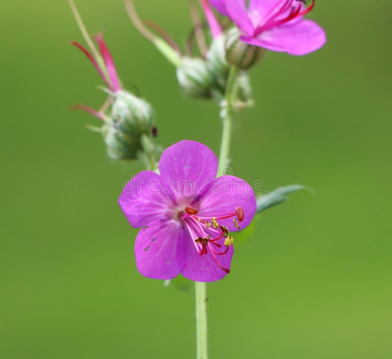 Geranium Macrorrhizum (bigroot Geranium) Stock Image - Image of nature ...