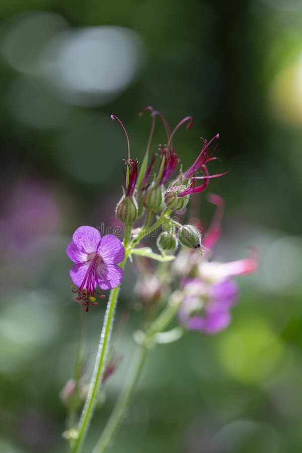 Geranium Macrorrhizum in a Park. Close Up of a Bigroot Geranium ...