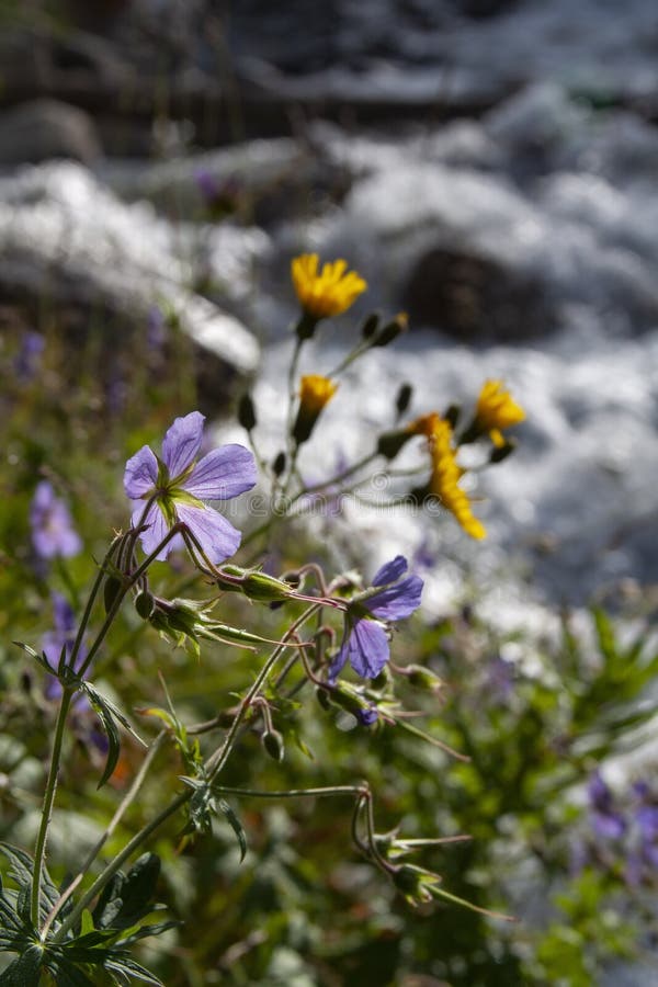 Geranium Maculatum, Known As Wild Geranium, Spotted Geranium or Wood ...