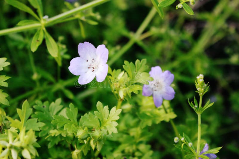 Geranium maculatum stock photo. Image of native, maculatum - 91426224
