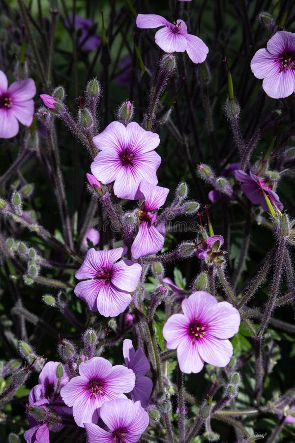 Geranium Maderense, Known As Madeira Cranesbill Stock Image - Image of ...