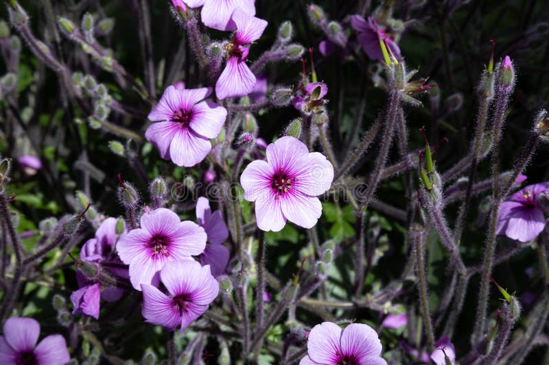 Geranium Maderense, Known As Giant Herb-Robert Stock Image - Image of ...