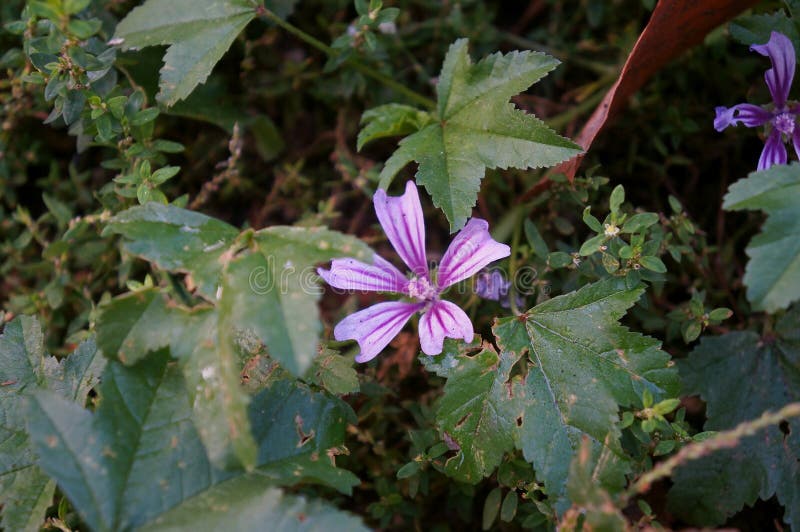 Geranium Molle or the Pink Cranesbill Stock Image - Image of geranium ...